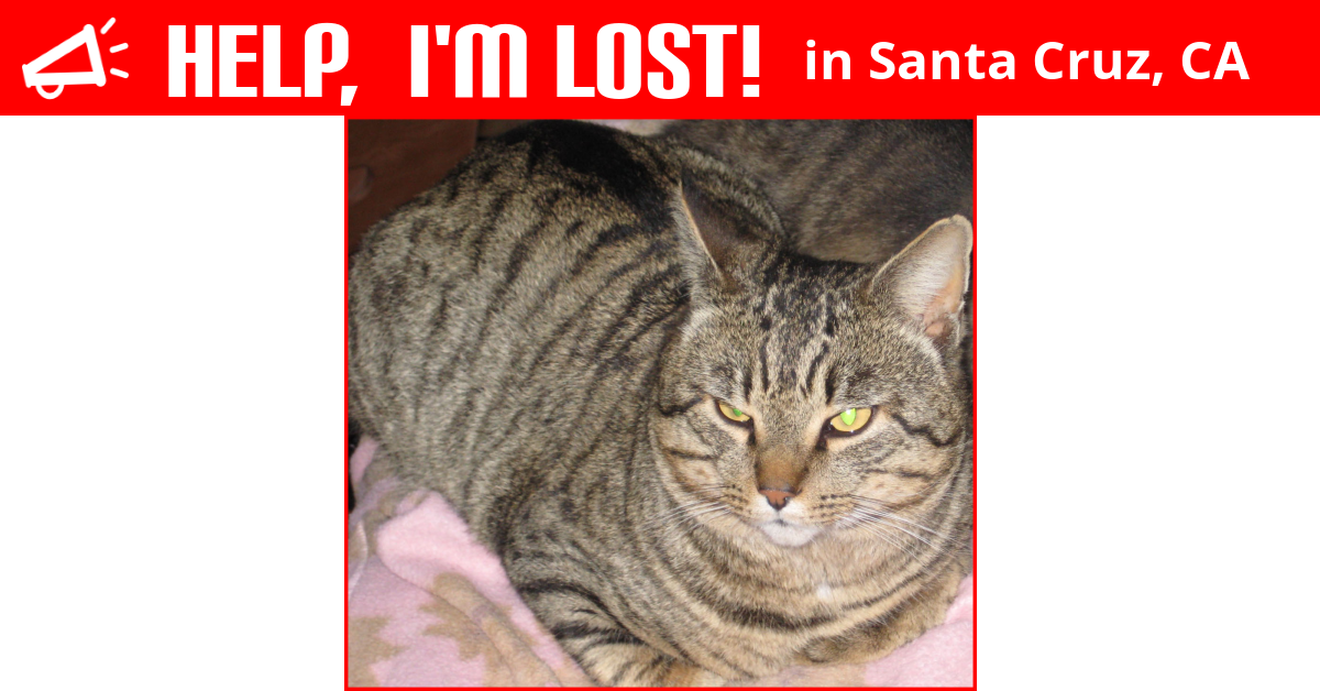Lost Cat (Santa Cruz, California) - Alik