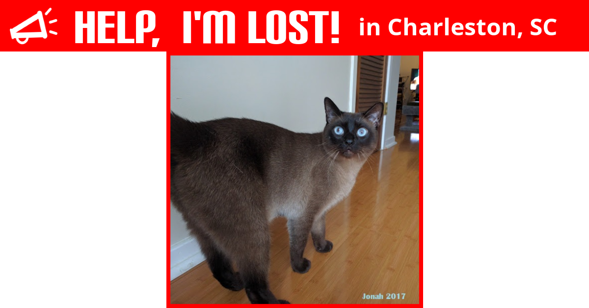 Lost Cat (Charleston, South Carolina) - Jonah