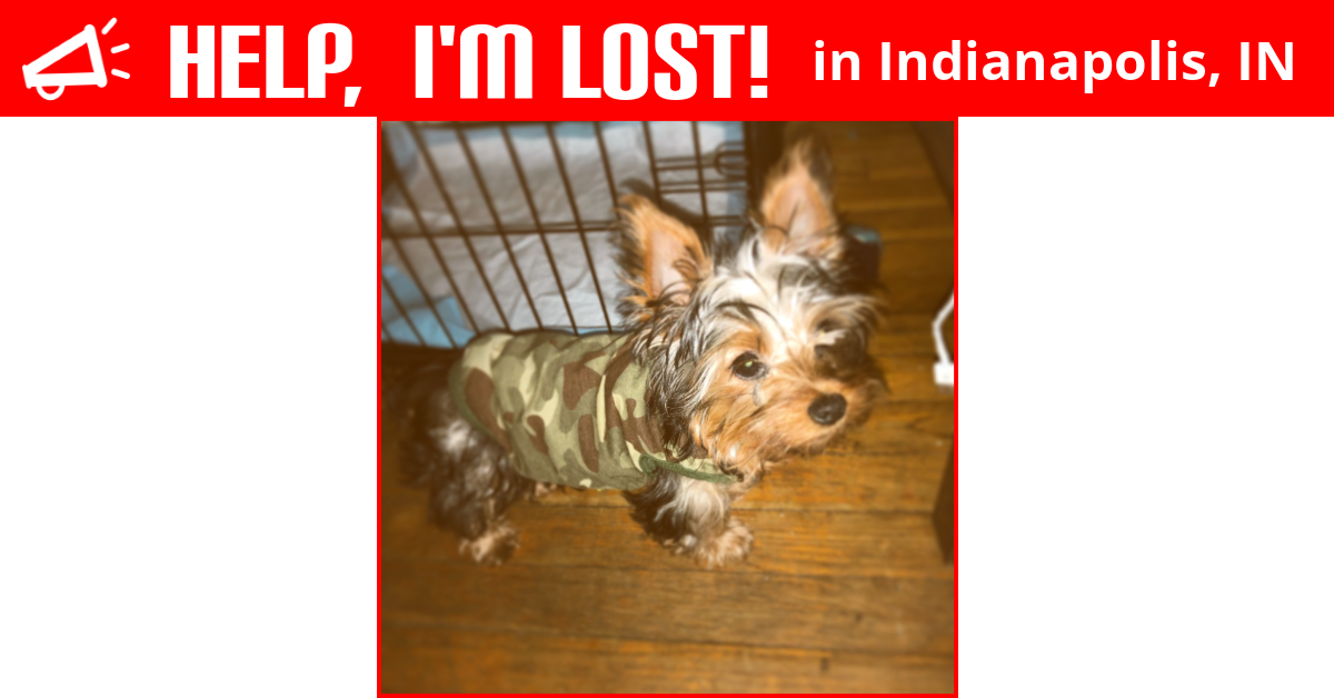 Lost Dog (Indianapolis, Indiana) - Bentley