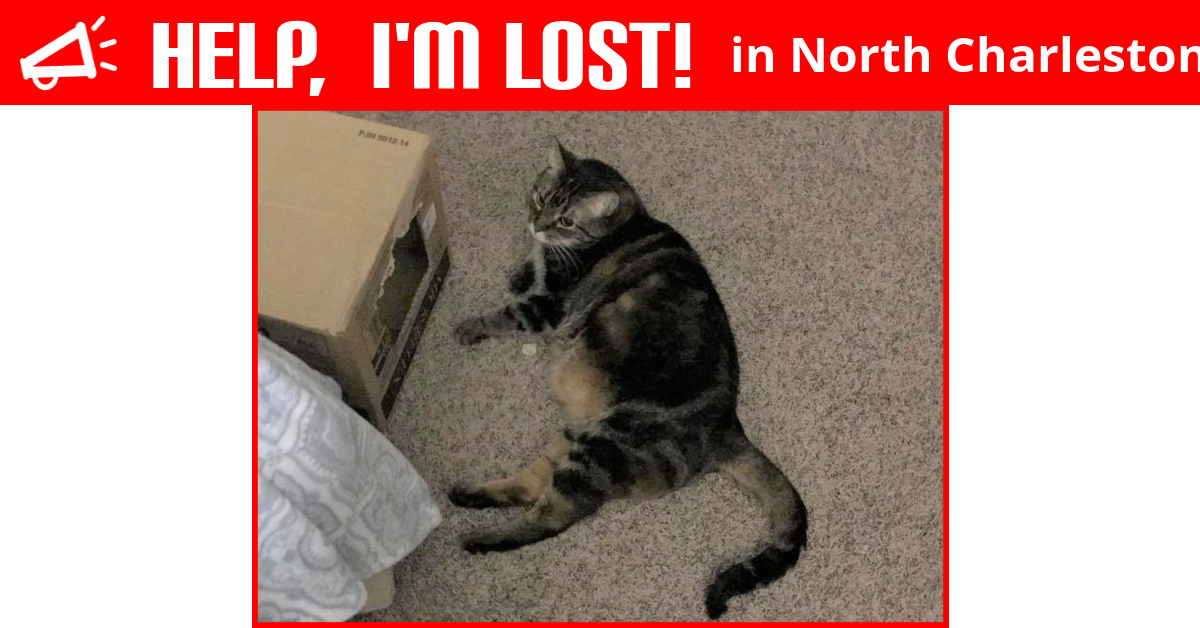 Lost Cat (North Charleston, South Carolina) - Spyro