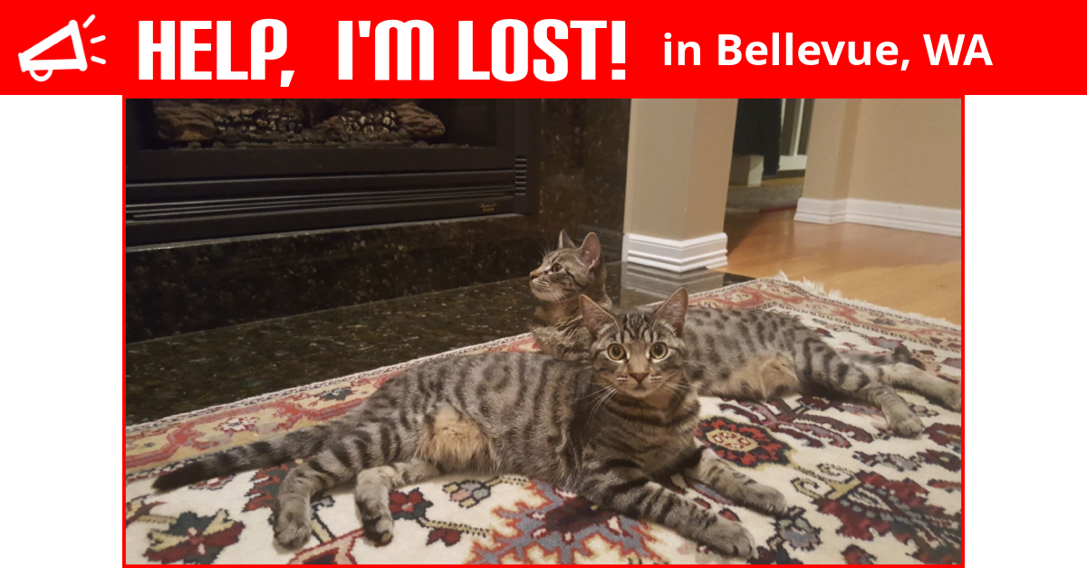 Lost Cat (Bellevue, Washington) - Gretta