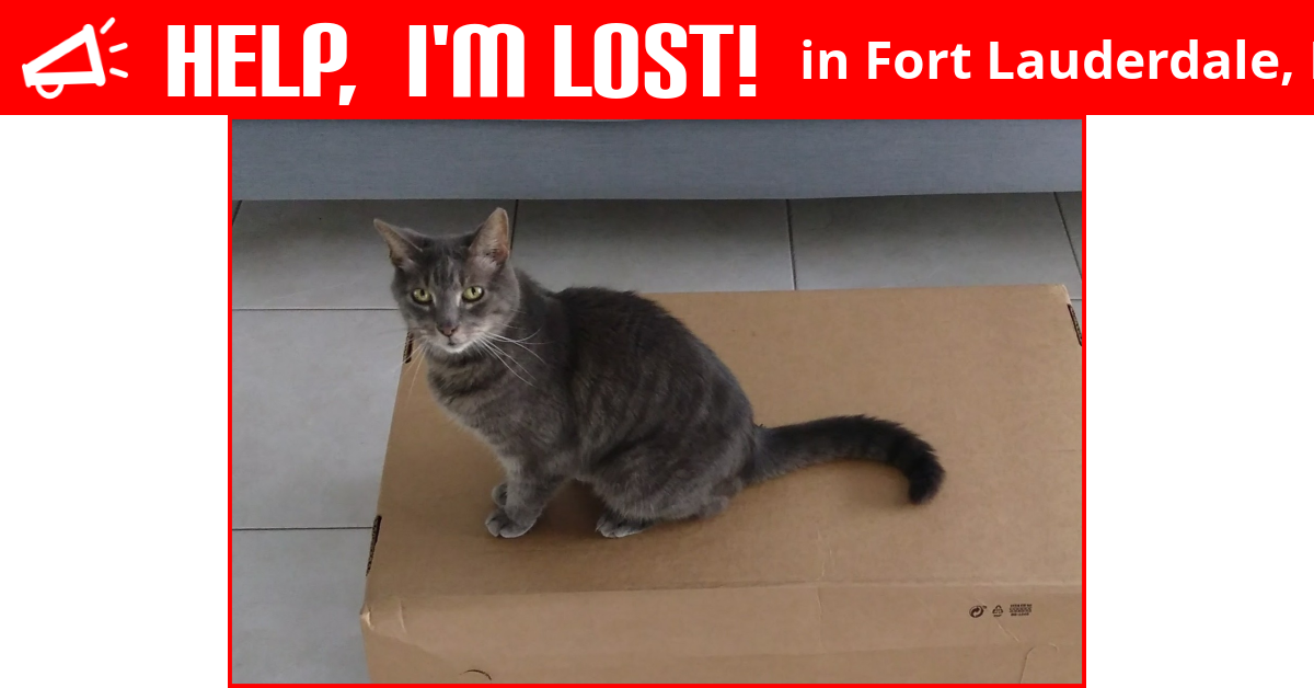 Lost Cat (Fort Lauderdale, Florida) - Allister