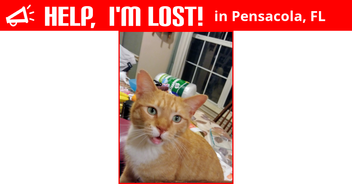 Lost Cat (Pensacola, Florida) - Memes