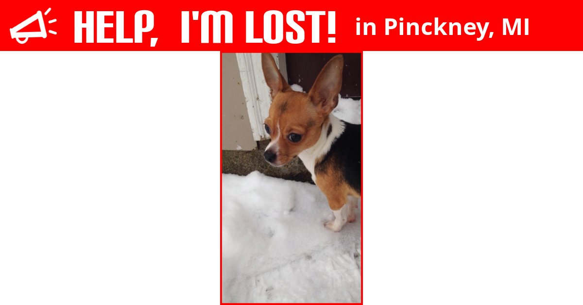 Lost Dog (Pinckney, Michigan) - Rita