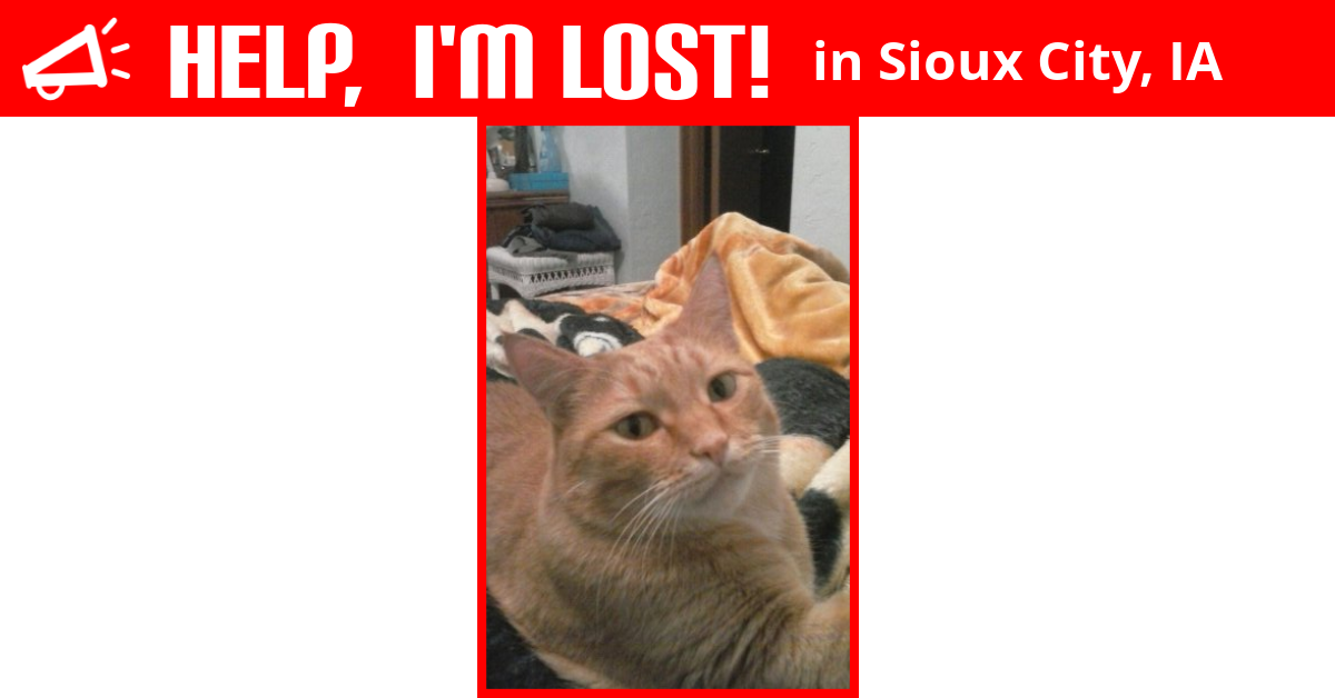 Lost Cat (Sioux City, Iowa) - Brian