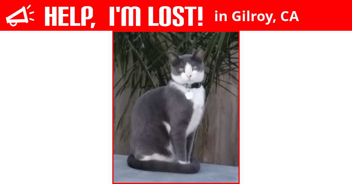 Lost Cat (Gilroy, California) - Billy