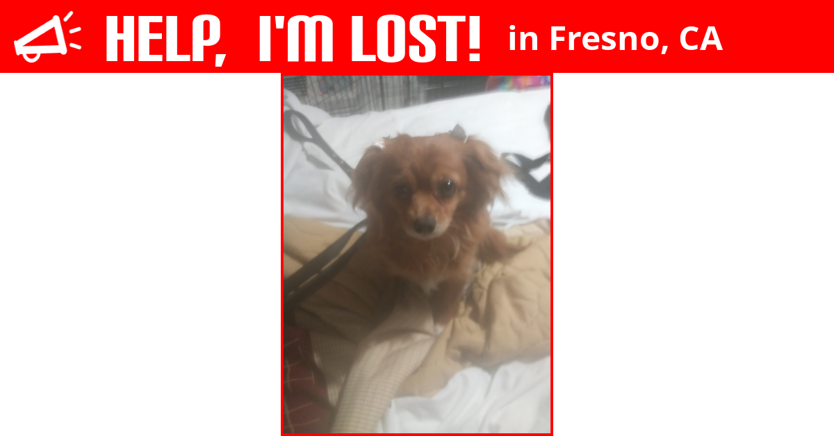 Lost Dog (Fresno, California) - Mogwhy