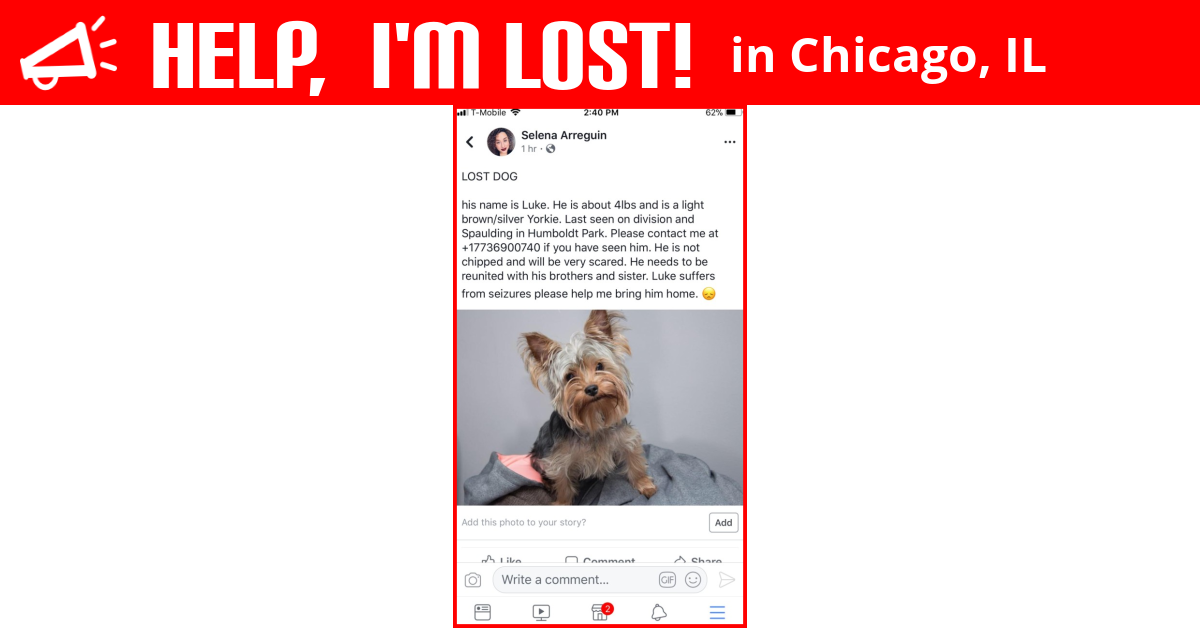 Lost Dog (Chicago, Illinois) - Luke