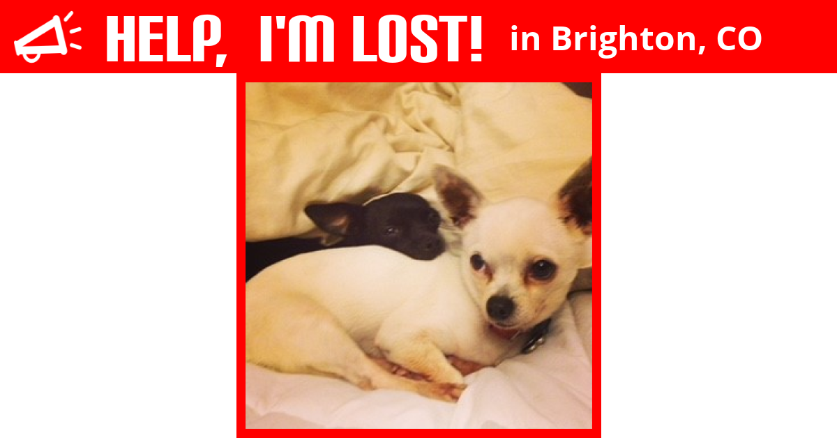 Lost Dog (Brighton, Colorado) - George