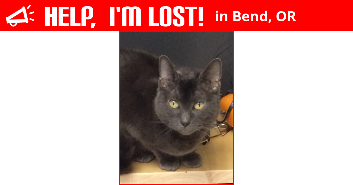 Lost Cat (Bend, Oregon) - Puff
