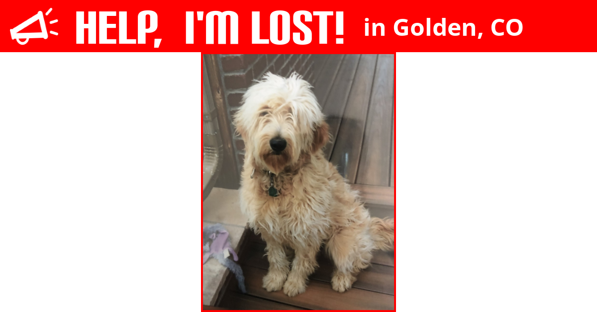 Lost Dog (Golden, Colorado) - Layla
