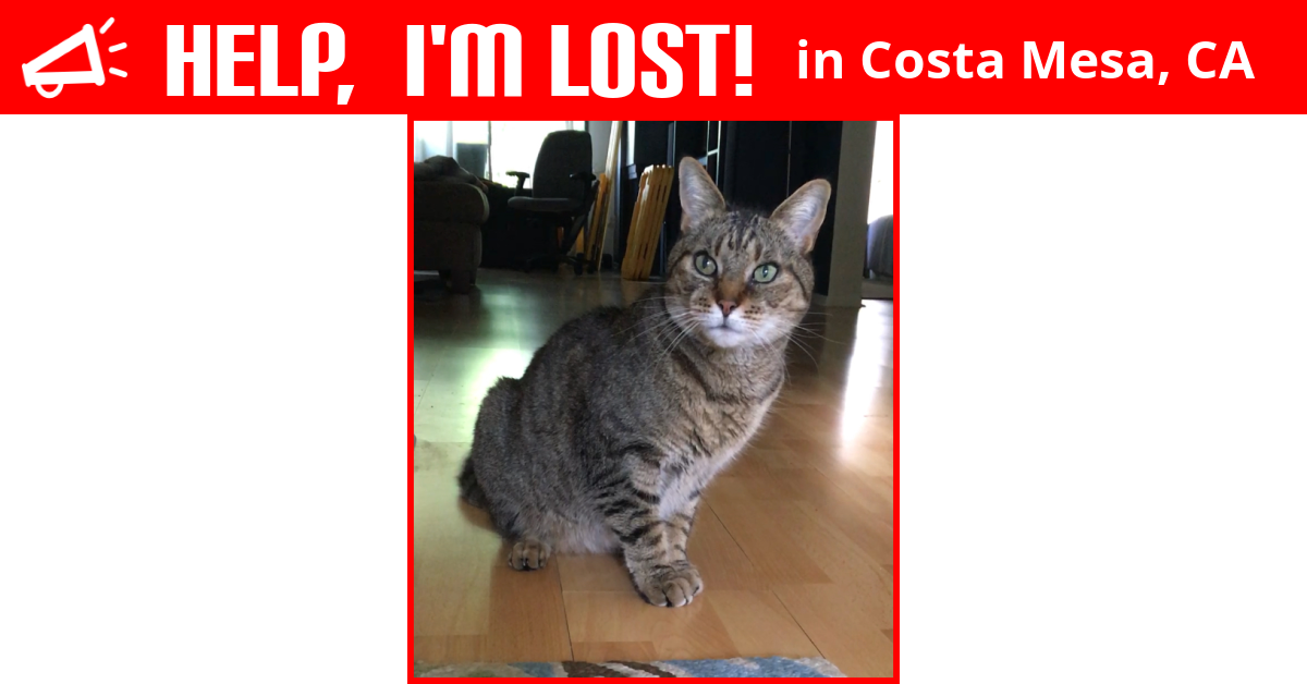 Lost Cat (Costa Mesa, California) - Hercules