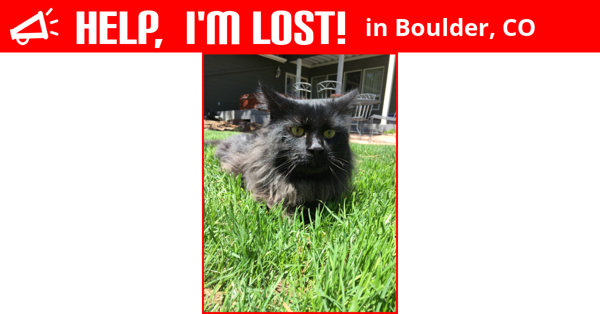 Lost Cat (Boulder, Colorado) - Oliver