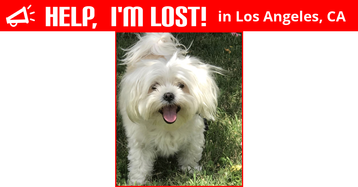 Lost Dog (Los Angeles, California) - Princess