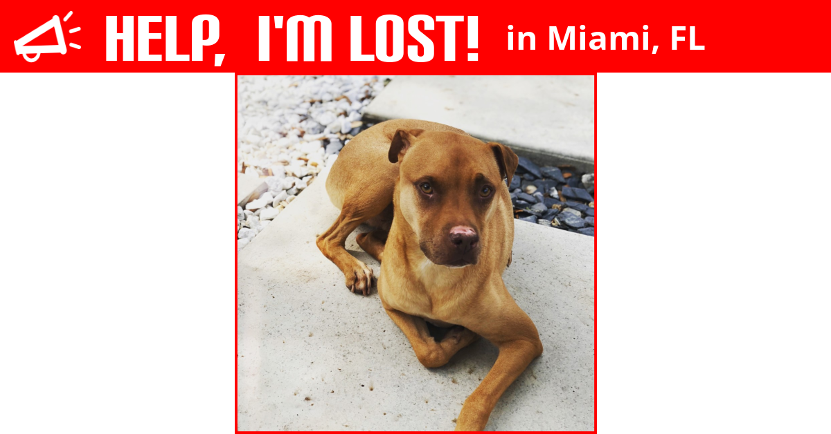 Lost Dog (Miami, Florida) - Buddy