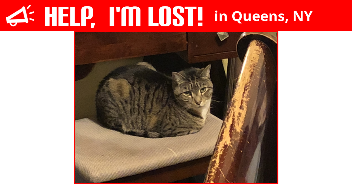 Lost Cat (Queens, New York) - Brooke Babygirl