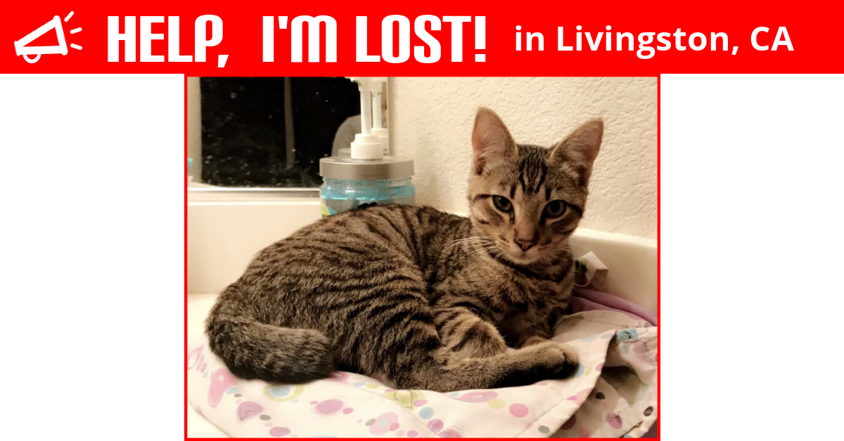 Lost Cat (Livingston, California) - Cheeto