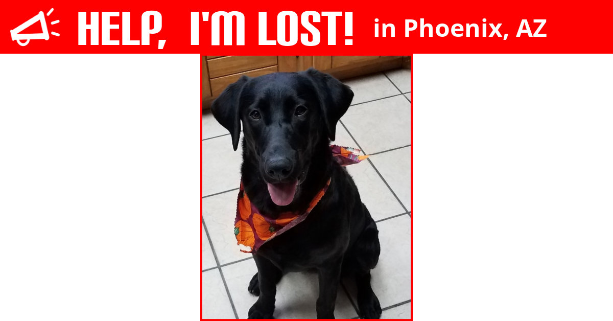 Lost Dog (Phoenix, Arizona) - Micah