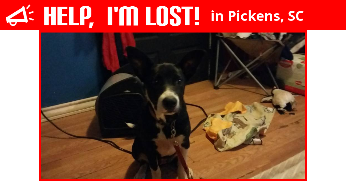 Lost Dog (Pickens, South Carolina) - Bitbit