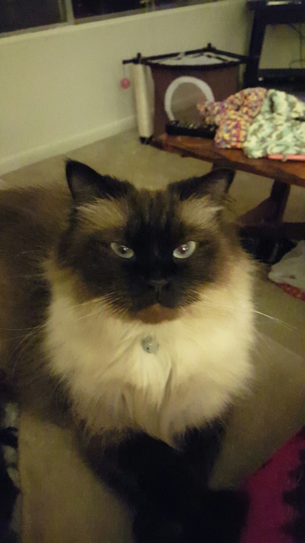 Lost Cat (Decatur, Illinois) - Simba