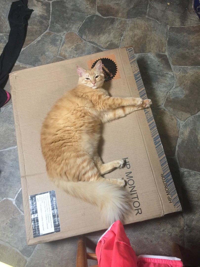 Lost Cat (Sheridan, Arkansas) - Ginger