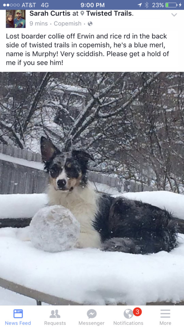 Lost Dog (Copemish, Michigan) - Murphy