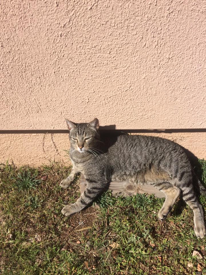 Lost Cat (Prescott Valley, Arizona) - Bastet