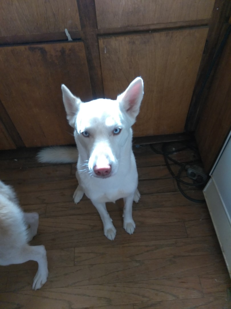 Lost Dog (Alabaster, Alabama) - Lyla