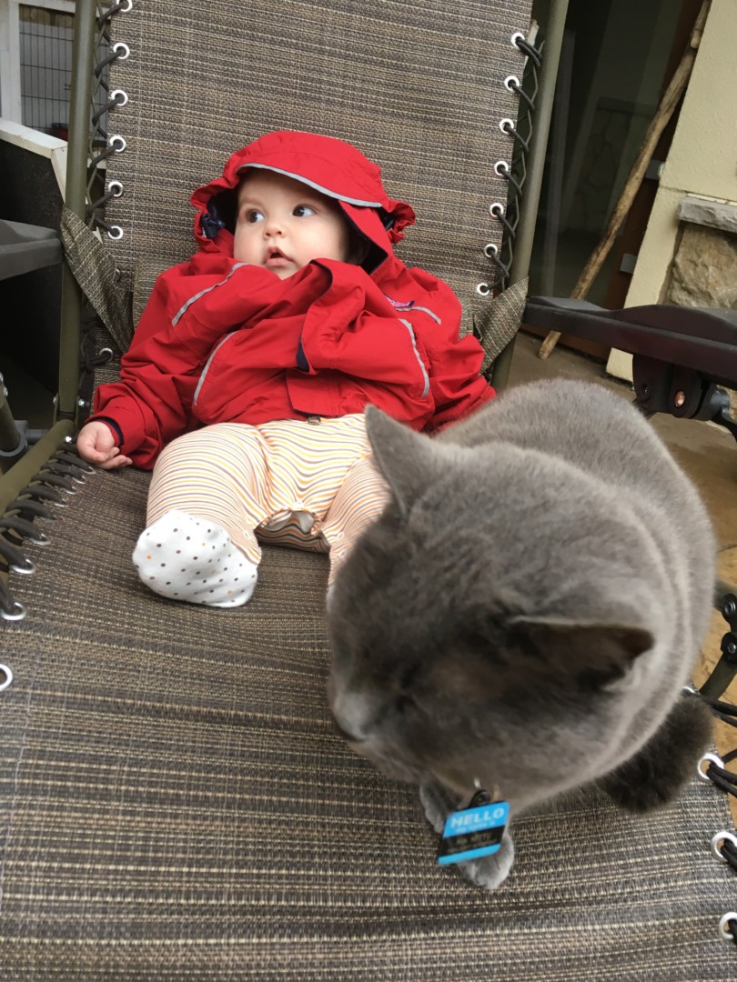 Lost Cat (Akron, Ohio) - Mrs Kitty