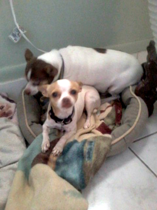 Lost Dog (Melbourne, Florida) - Ginny