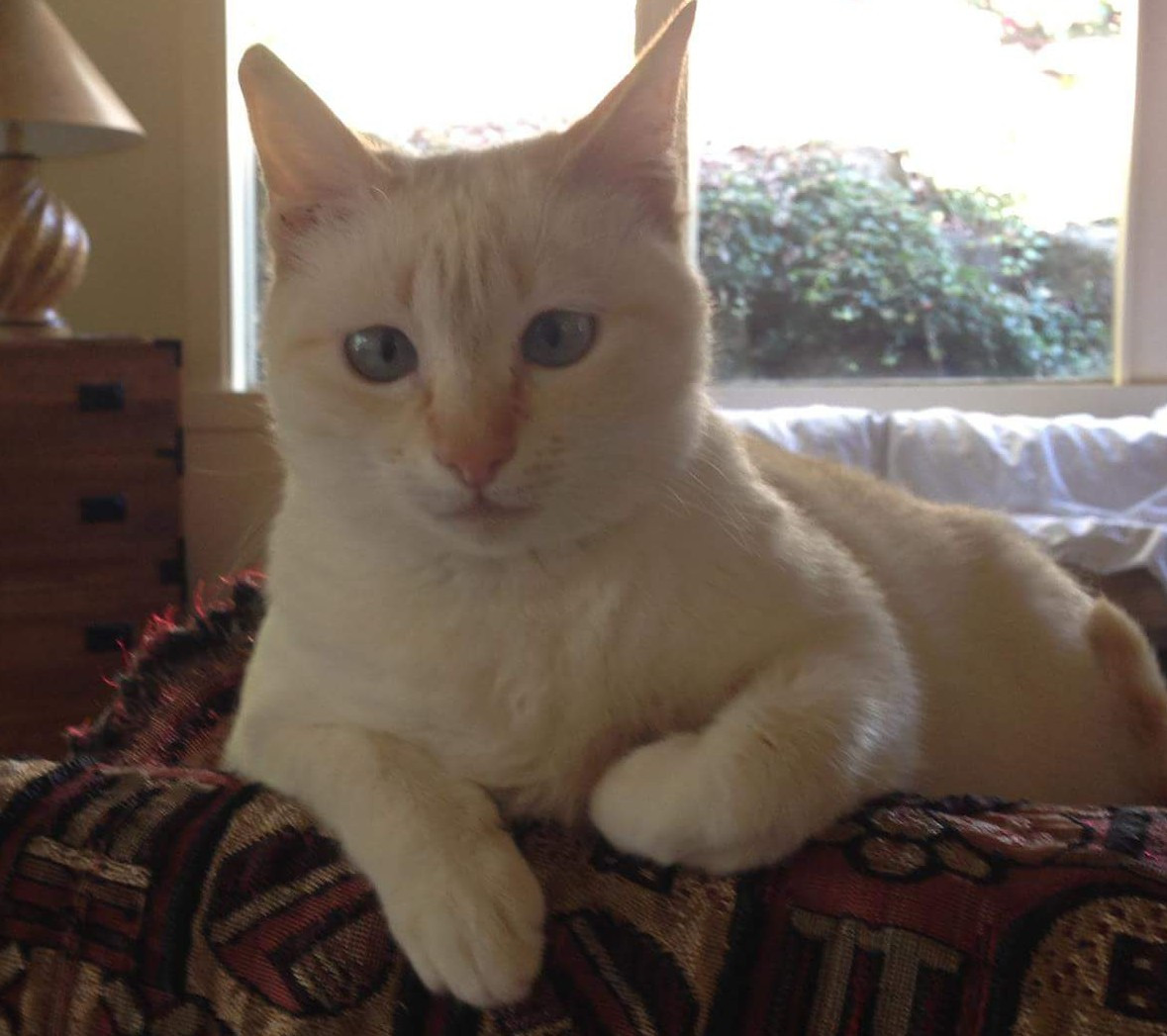 Lost Cat (Santa Rosa, California) - May