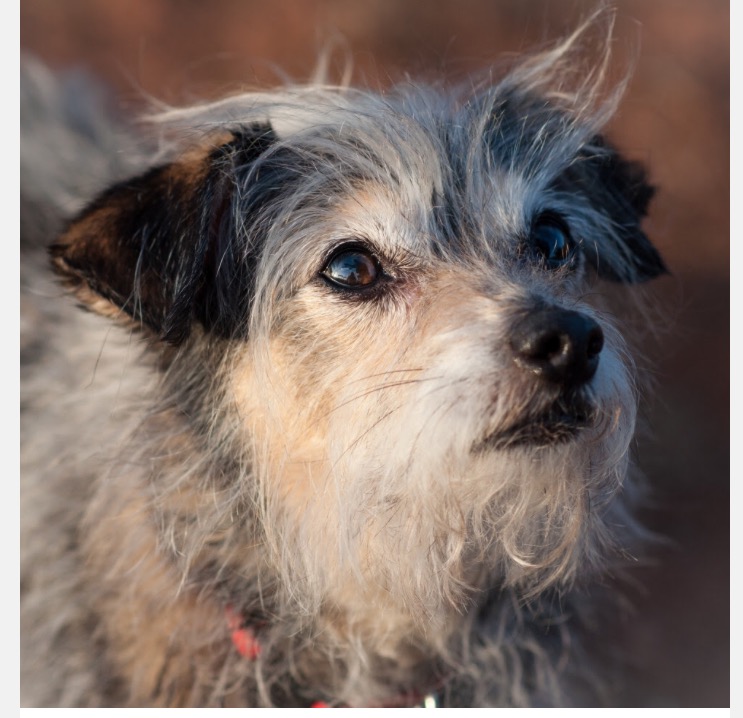 Lost Dog (Vista, California) - Bosley