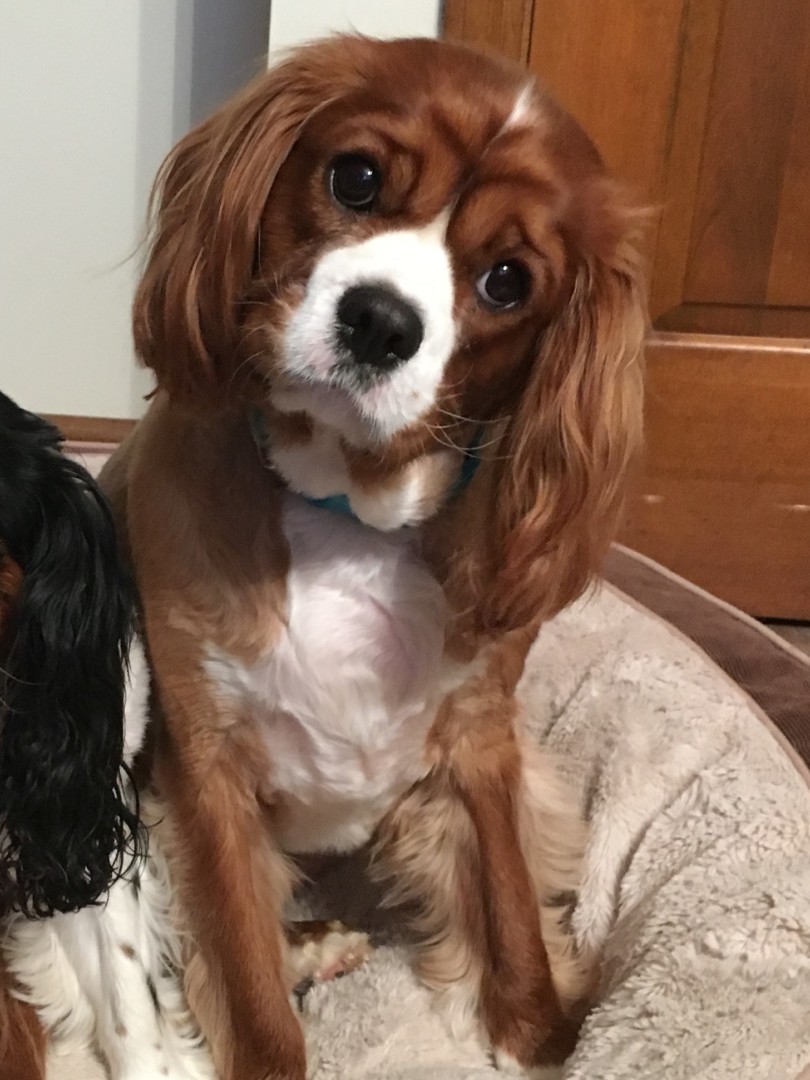 Lost Dog (Westerville, Ohio) - Simba