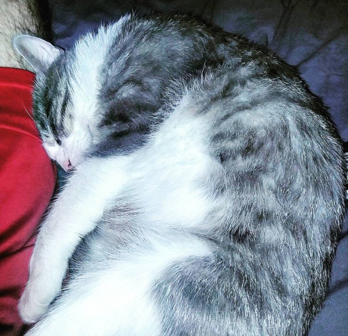 Lost Cat (Chicago, Illinois) - Coco