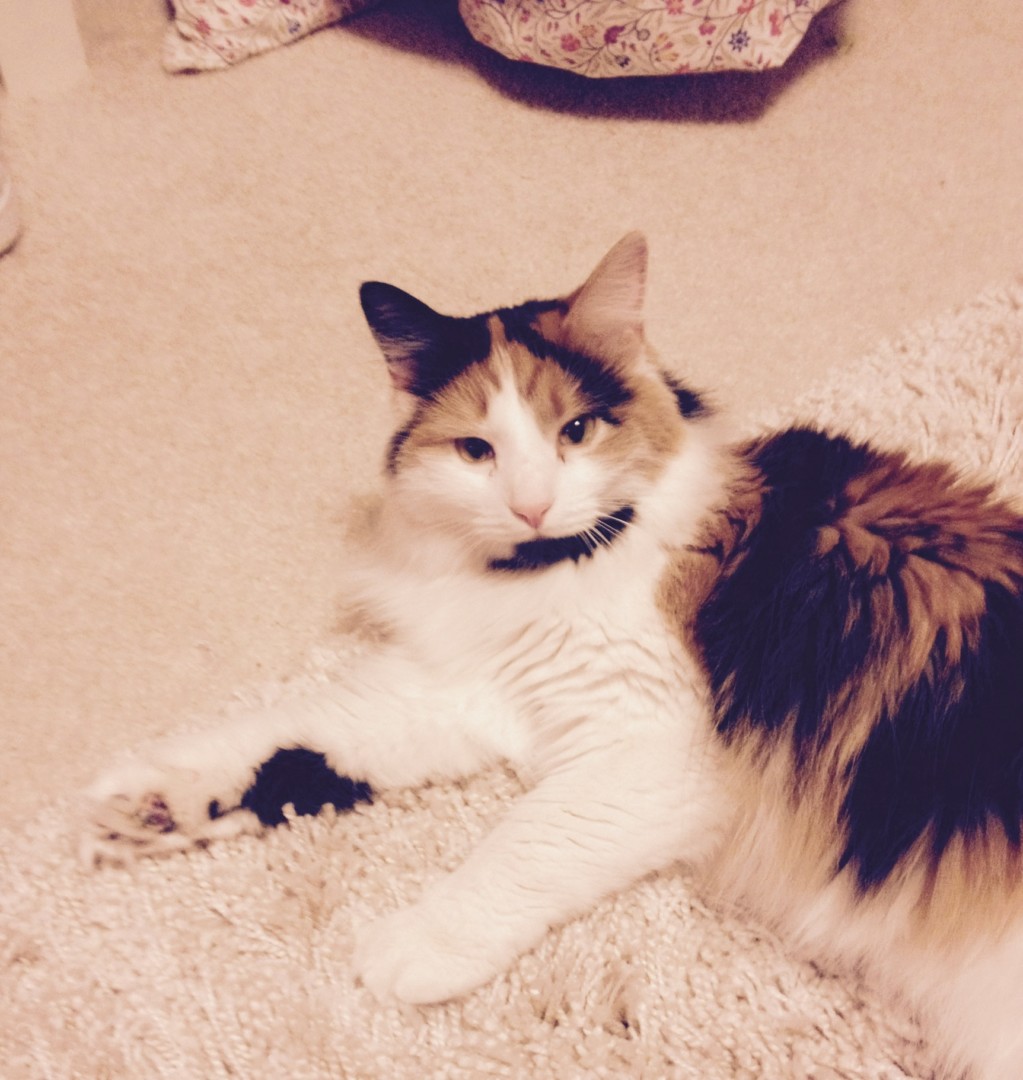 Lost Cat (Colorado Springs, Colorado) - Ruby