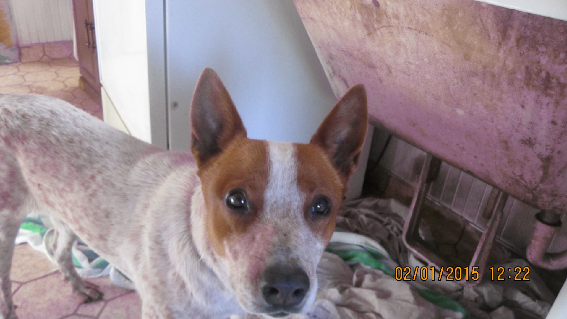 Lost Dog (Visalia, California) - Rudi