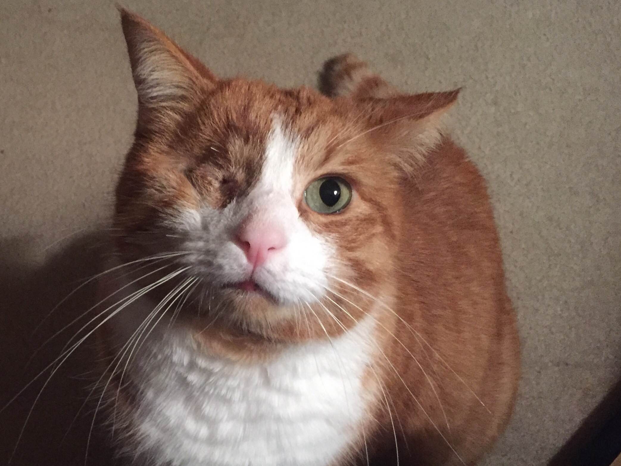 Lost Cat (Fayetteville, Arkansas) - Clarence Yellow Kitt