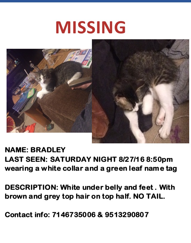 Lost Cat (Lake Elsinore, California) - Bradley
