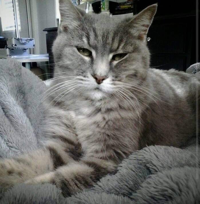 Lost Cat (Riverside, California) - Lint