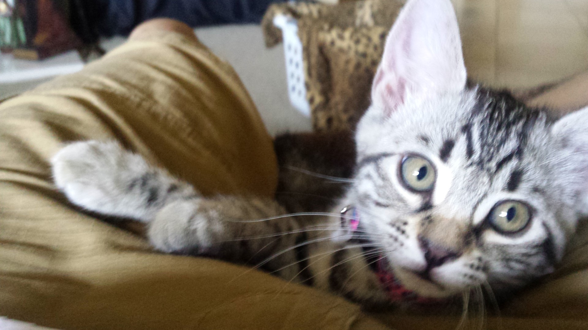 Lost Cat (Reno, Nevada) - Cleo