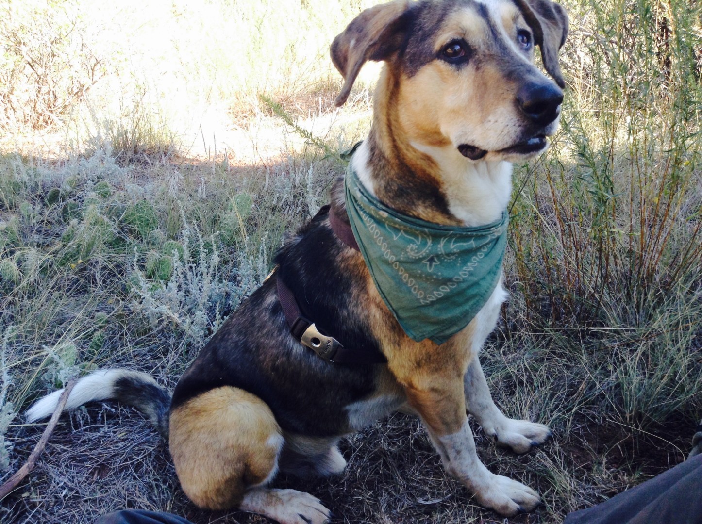 Lost Dog (Springfield, Illinois) - Leo