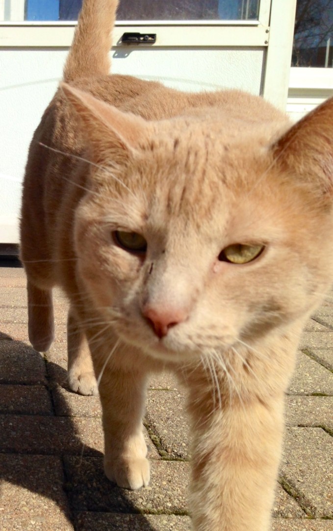 Lost Cat (Aurora, Illinois) - Leo