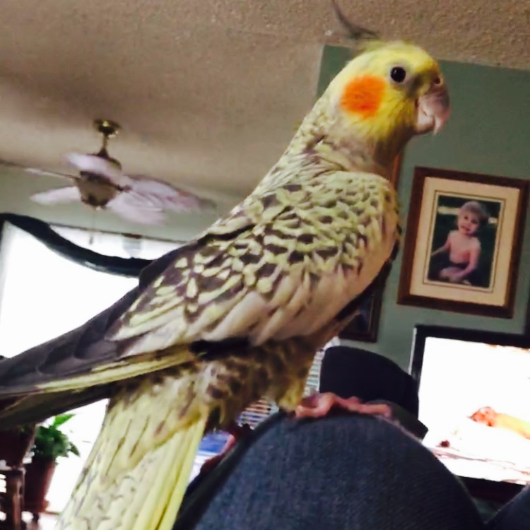 Lost Bird (Reno, Nevada) - Bebee