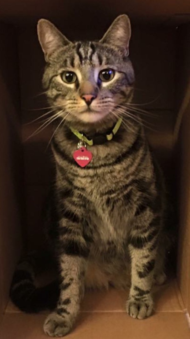 Lost Cat (La Mirada, California) - Maui