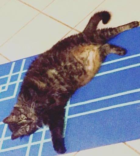 Lost Cat (Vero Beach, Florida) - Coco