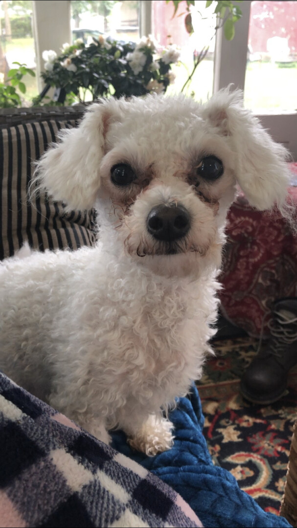 Lost Dog (Schnecksville, Pennsylvania) - Toots