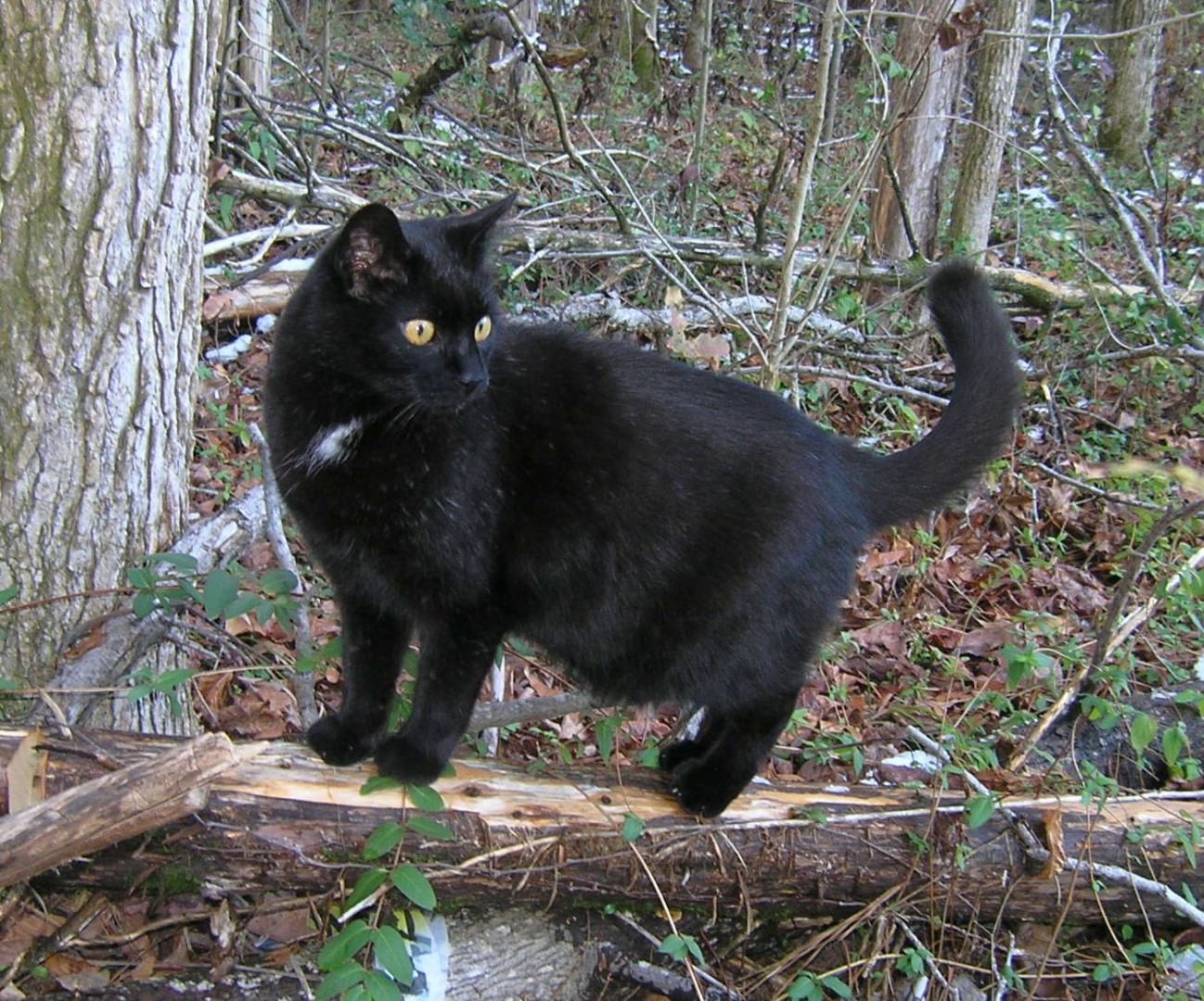 Lost Cat (Huntsville, Alabama) - Little Kitty