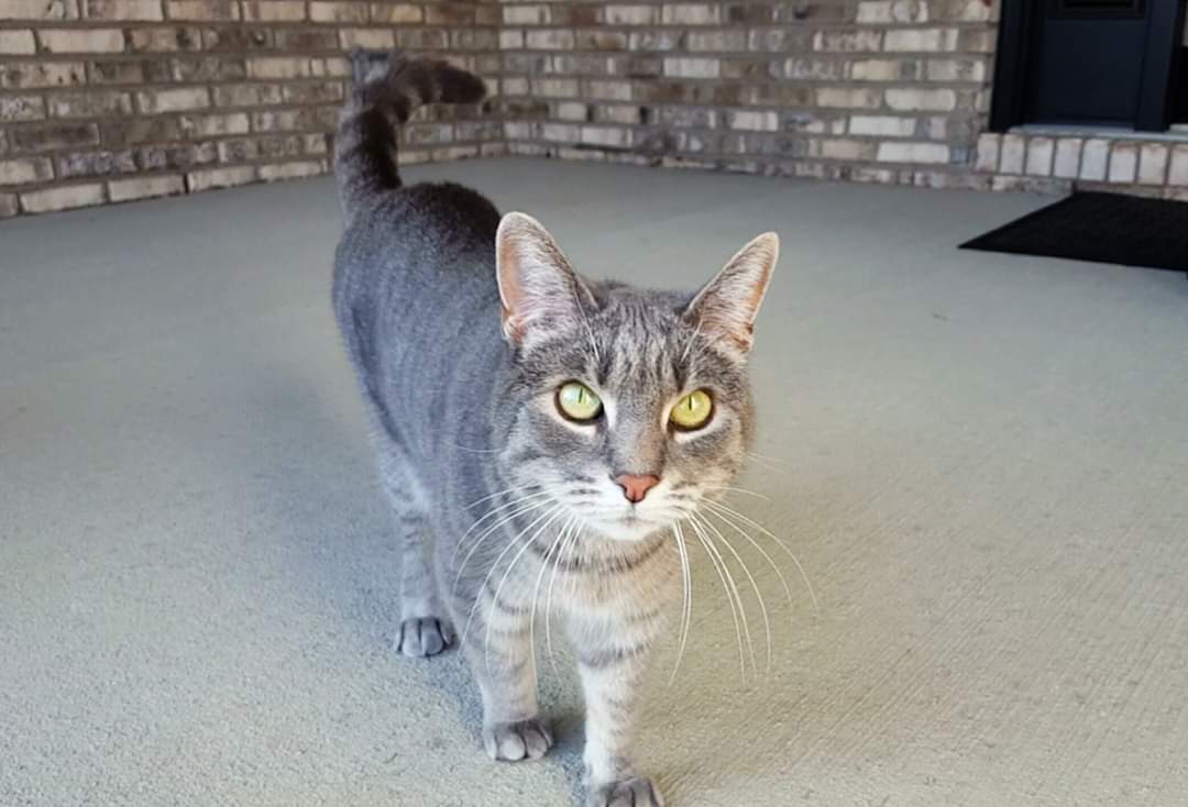 Lost Cat (Dayton, Ohio) - Lucy