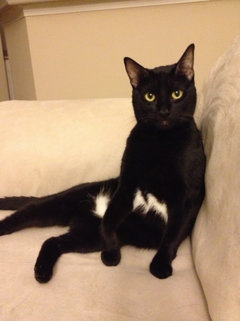 Lost Cat (Austin, Texas) - Ricky