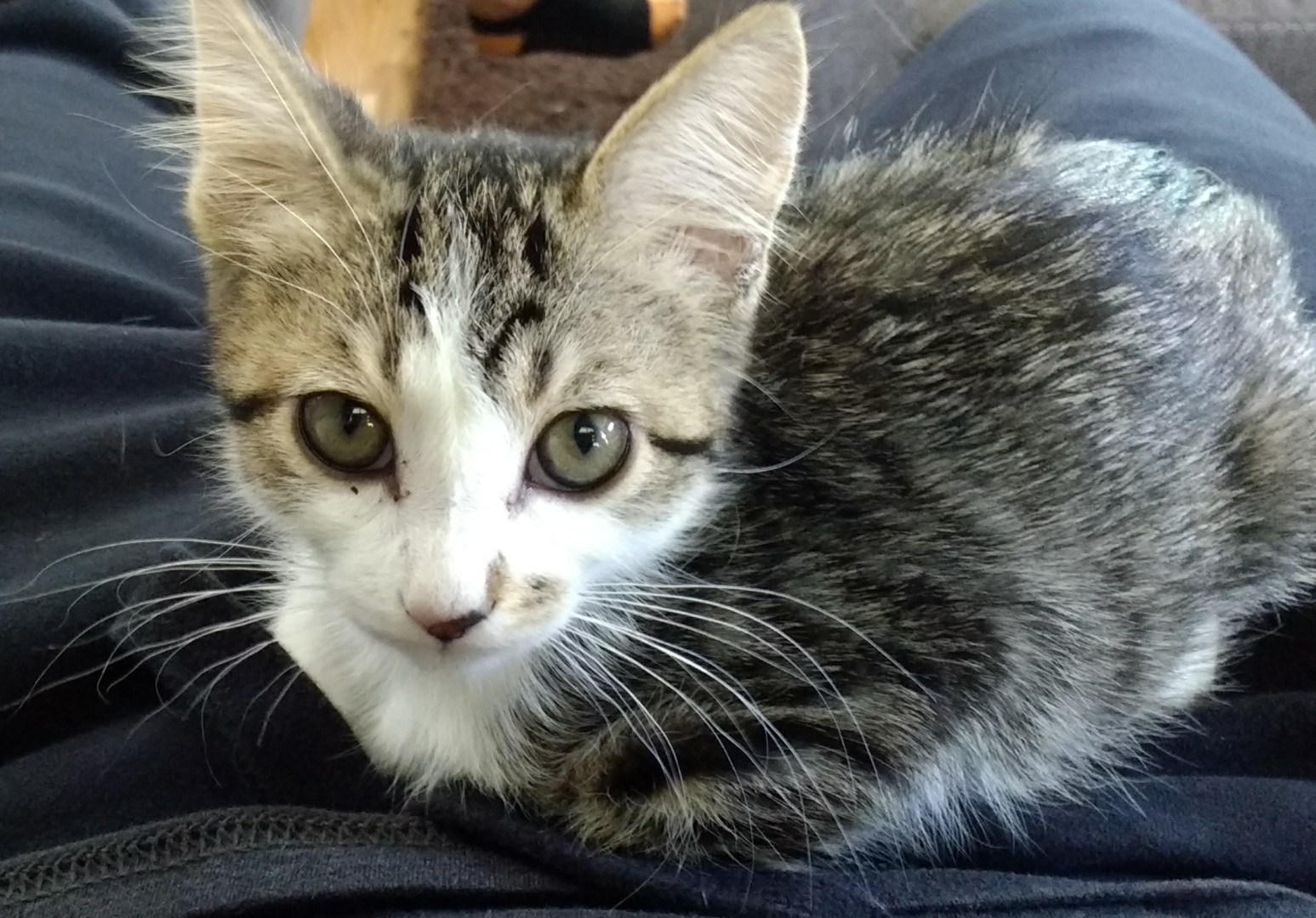 Lost Cat (Boise, Idaho) - Rosie